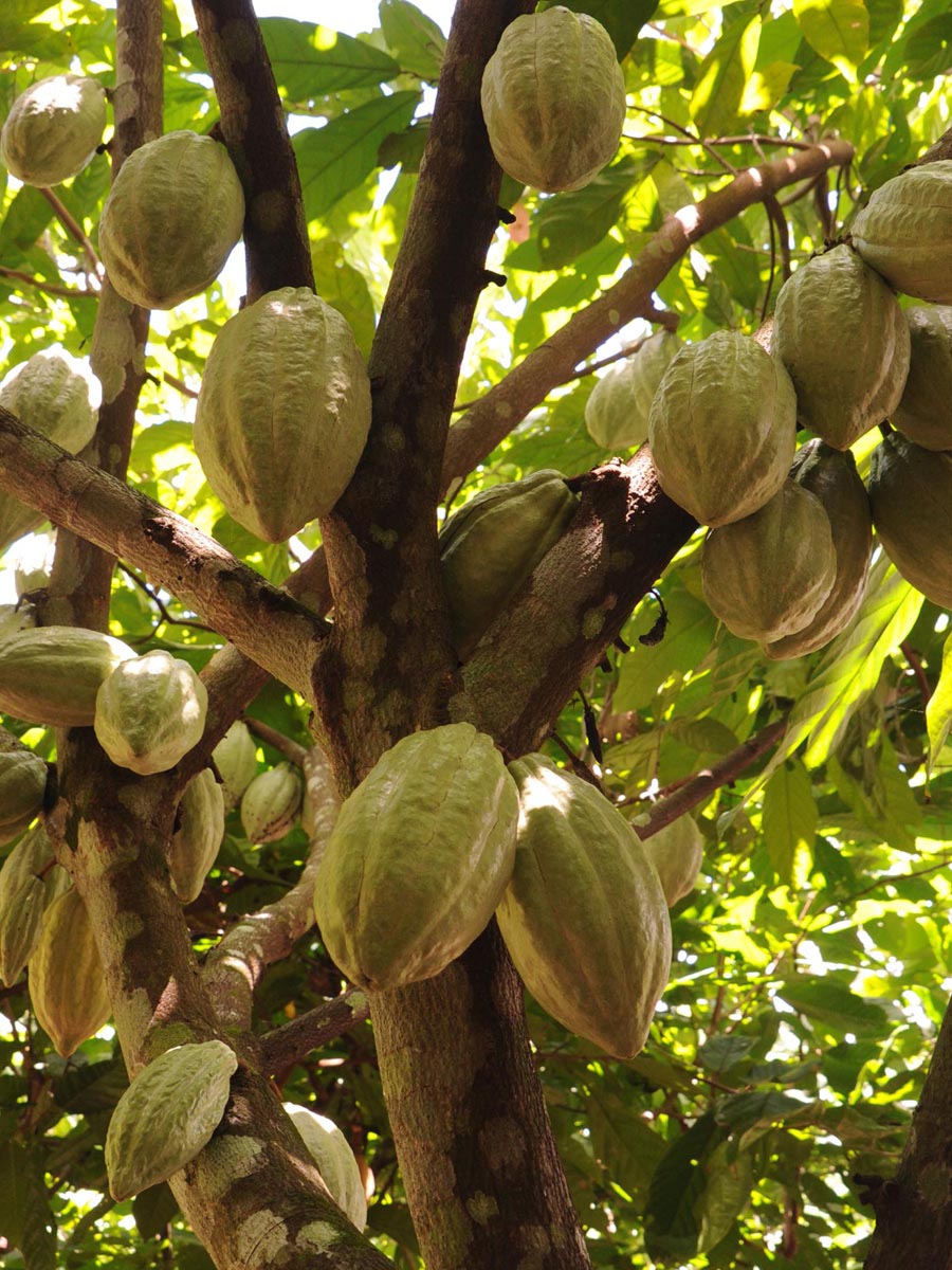 Board Member - Portal Rasmi Lembaga Koko Malaysia